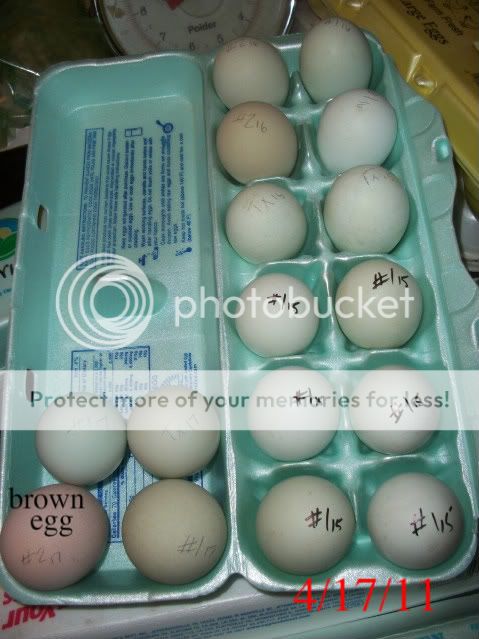 Blue/splash Naked Neck Frizzle Green-Egger eggs / 12 for $18.00 ...