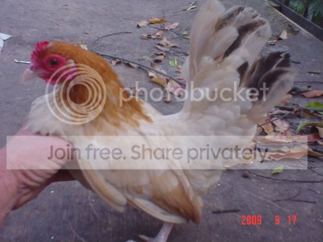Serama chicks with new down color | Page 2 | BackYard Chickens - Learn ...
