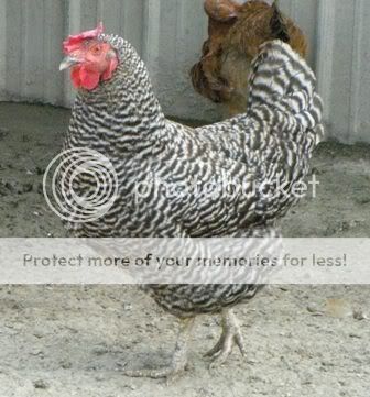 Chickens for sale - Mid Missouri - PICS added | BackYard Chickens ...