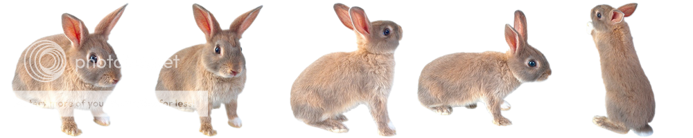 Rabbits.png Photo by princesagothic | Photobucket