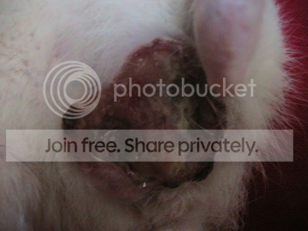 Multiple Abscesses ** Graphic Pictures :( ** | The Rat Shack - Pet Rat ...